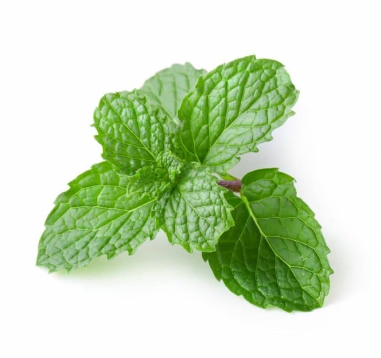 Muntthee: soorten en gezondheidsvoordelen - Thee.be