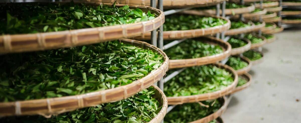 The difference between oxidation and fermentation in tea - Thee.be